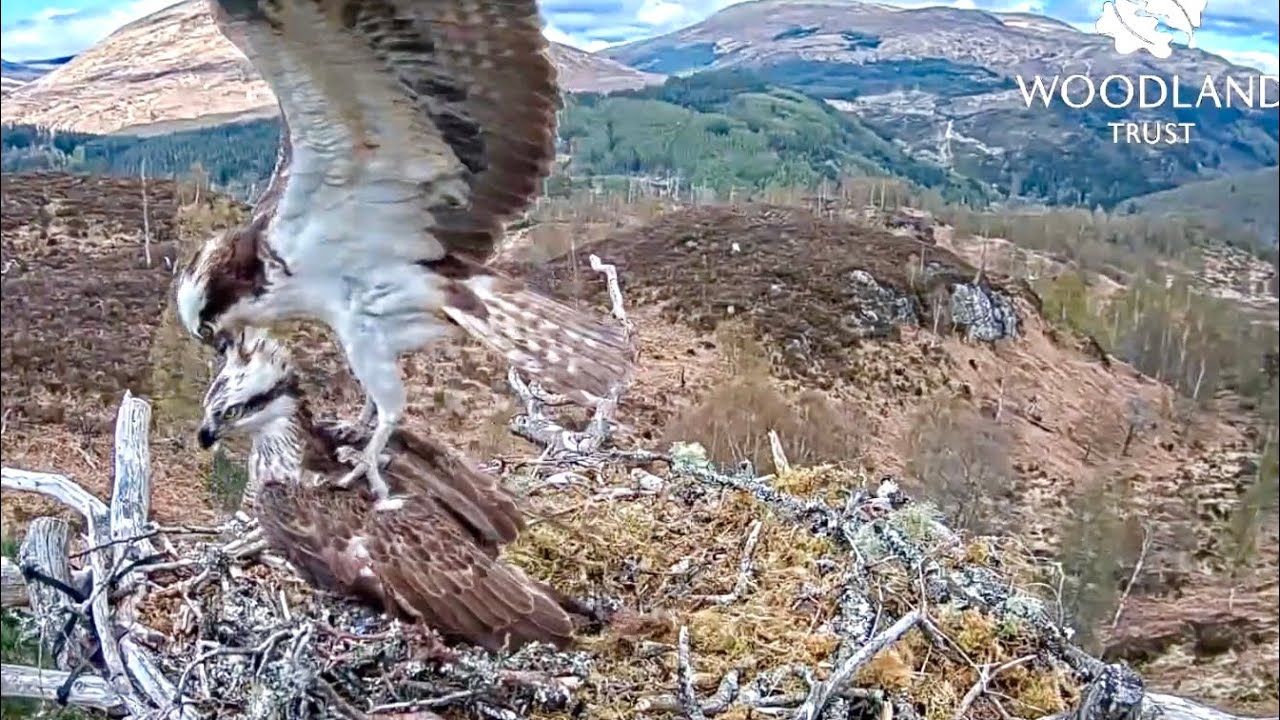 Ill tempered mating encounter between Affric 152 & Prince on Loch ...