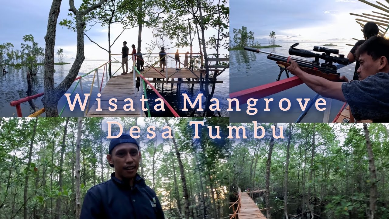 WISATA MANGROVE DI DESA TUMBU SANGAT MENARIK UNTUK DI KUNJUNGI, AYO ...