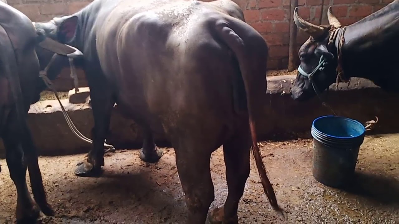 Ram dairy farm - YouTube