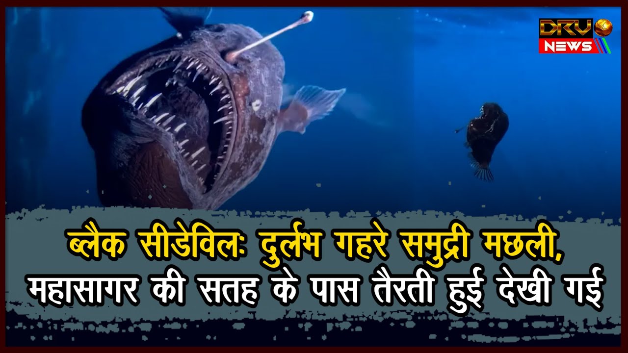 Ghostly Black Seadevil Anglerfish: गहरे समुद्र का दुर्लभ शिकारी - YouTube