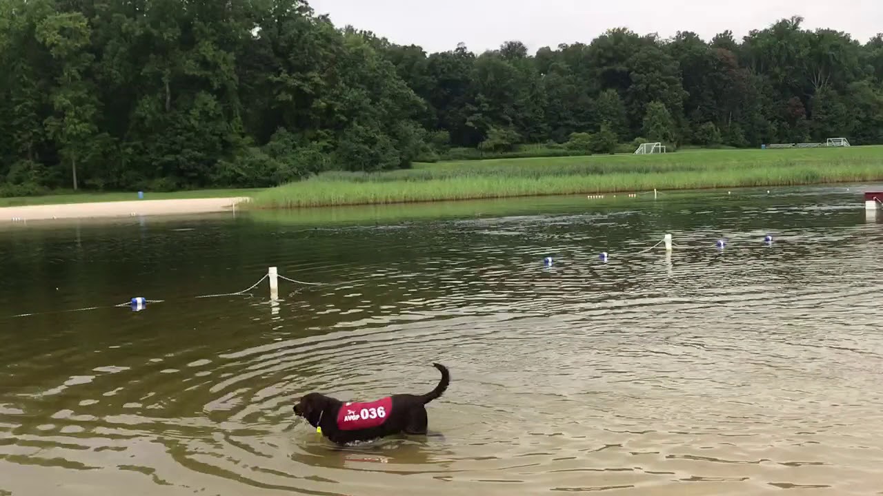 Allendale Goose Patrol in Action - YouTube