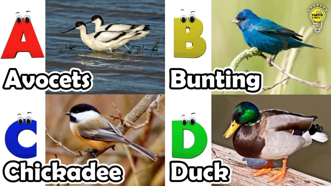 Birds Alphabet Song for Kids | Birds ABC Song | Phonics for Kids | Baby ...