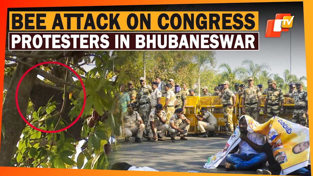 Odisha Yuva Congress Workers Attacked By Bees During Protest In ...