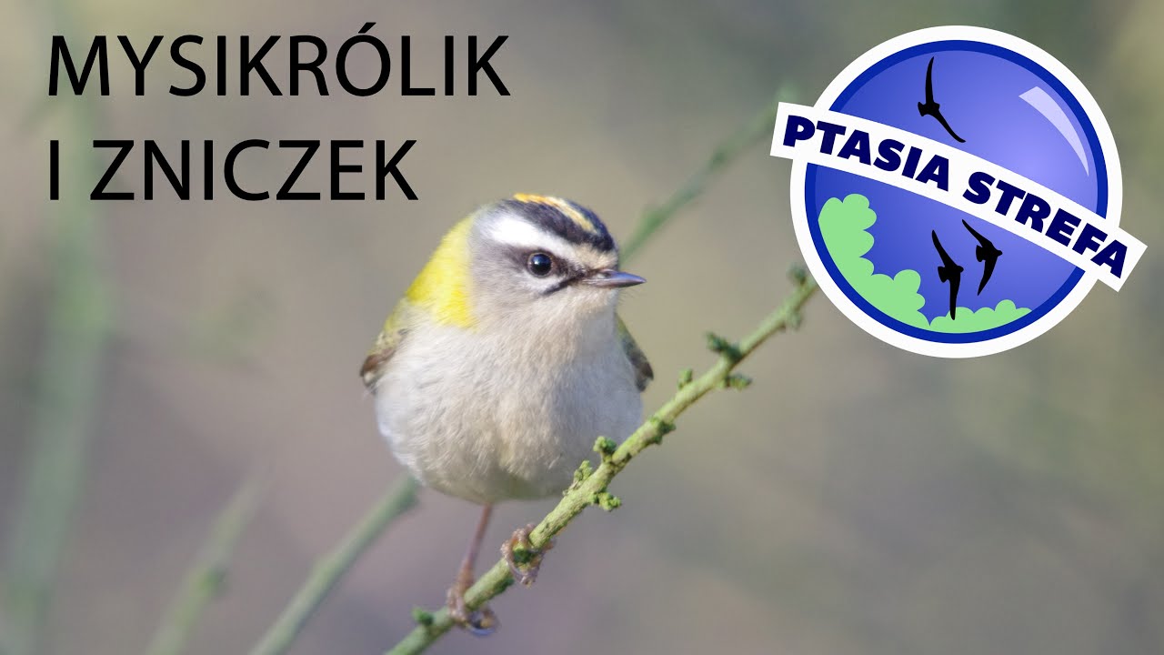 mysikrólik i zniczek - YouTube