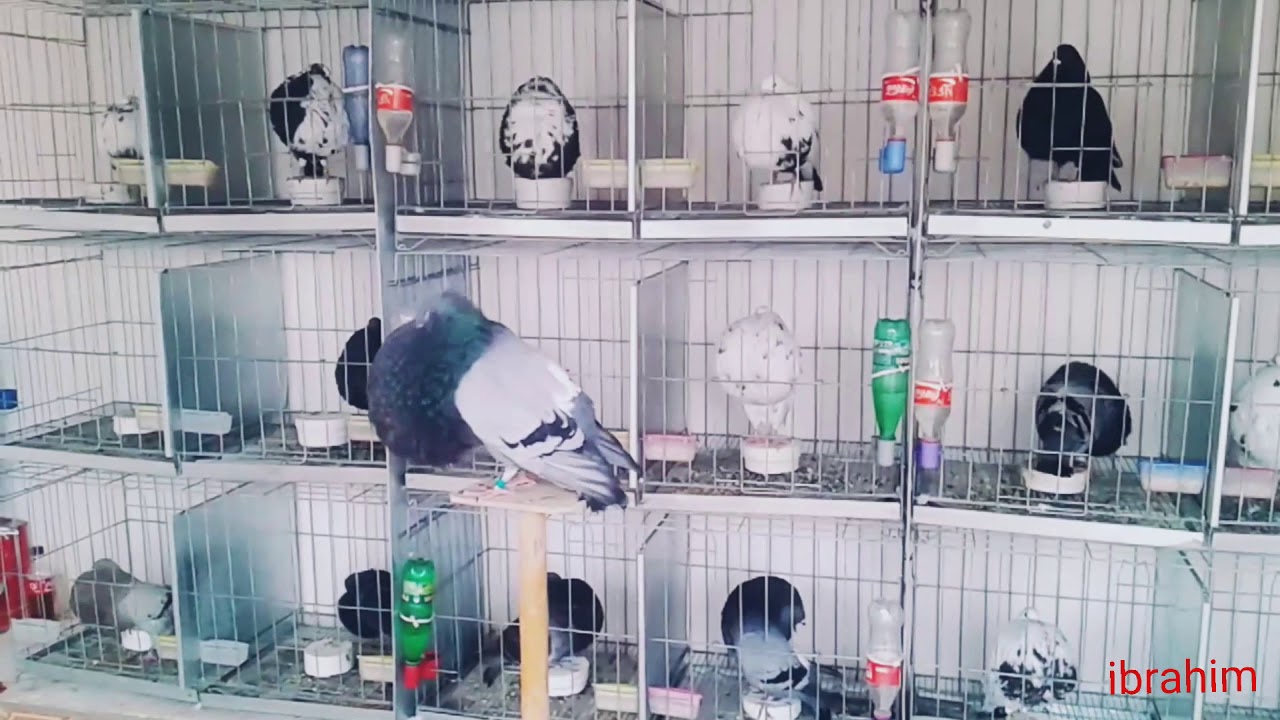 Pigeon buchon gaditano maroc palomas gaditanos - YouTube