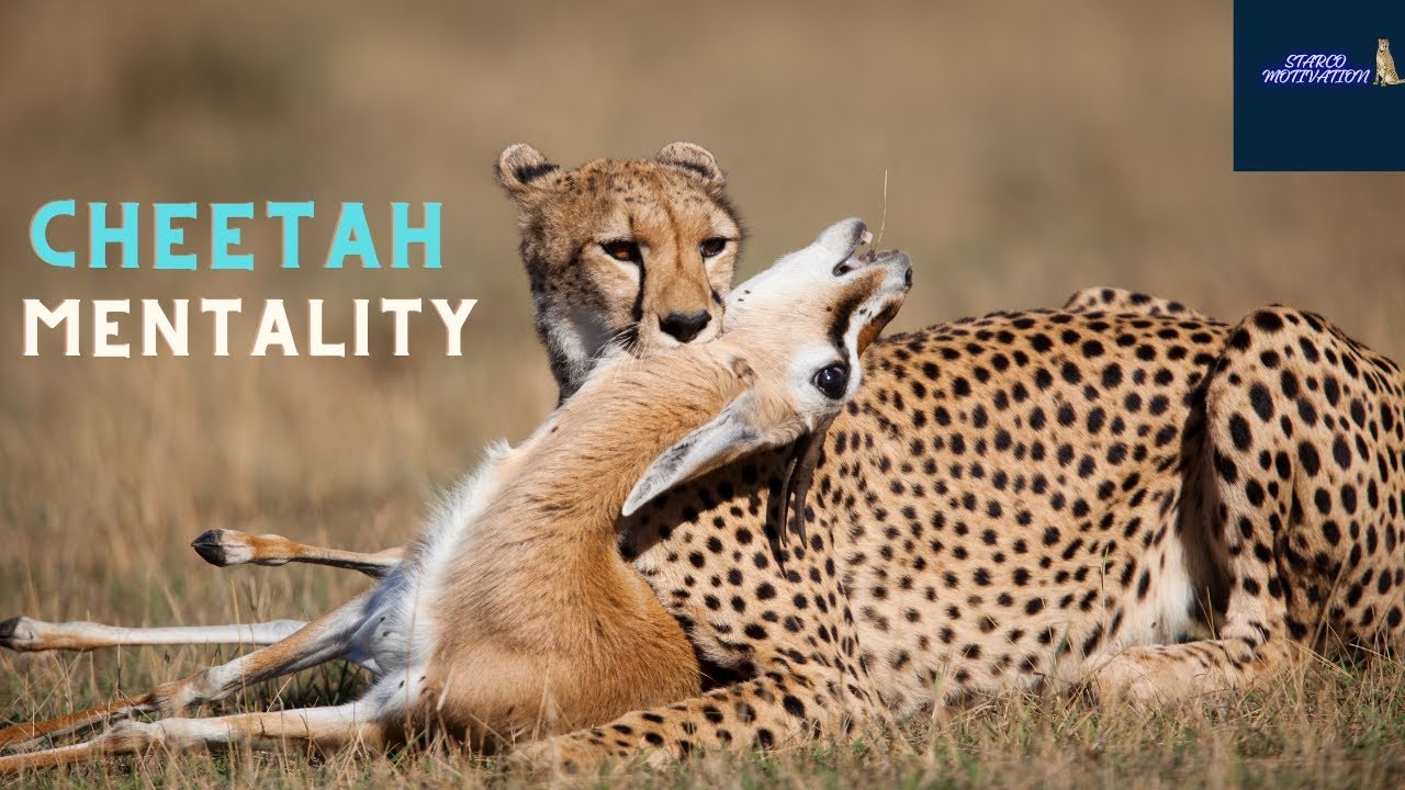 Cheetah Mentality |POWERFULL MOTIVATIONAL VIDEO || - YouTube