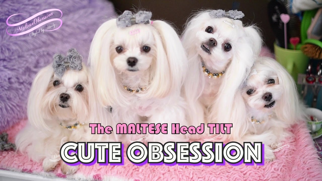 CUTE OBSESSION: The Cute Maltese Head Tilt 말티즈 - YouTube