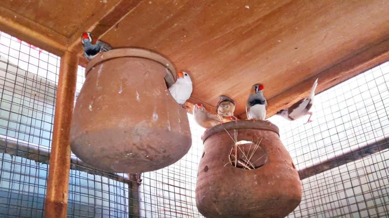 How too Start Finches Colony New Entry My Finches Sj Birds Breeding ...