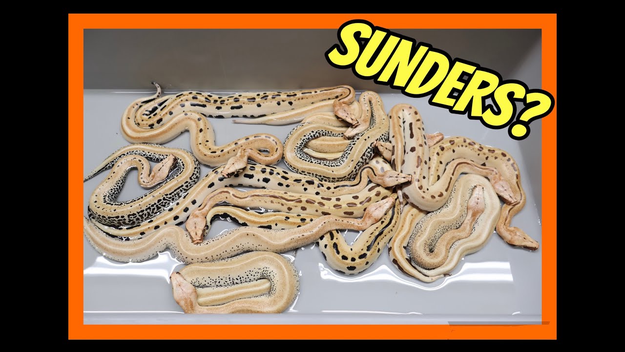 Magpie Het T+ X T+ Batrix Blood Python Clutch! - YouTube