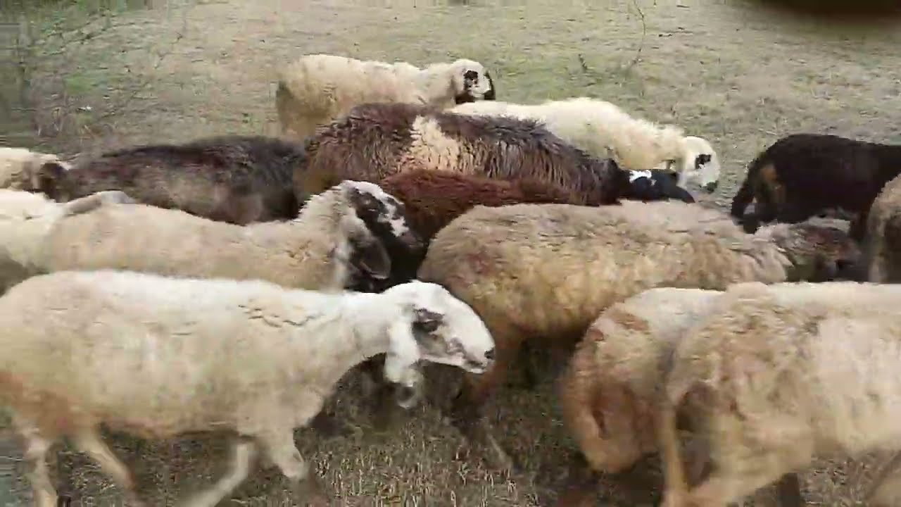 Fast Time Crossing Female//sheep Meeting Female// sheep Breeding#sheep ...
