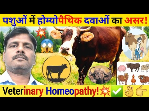 पशुओं में होम्योपैथिक दवाओं का असर? Veterinary | Veterinary Medicine ...