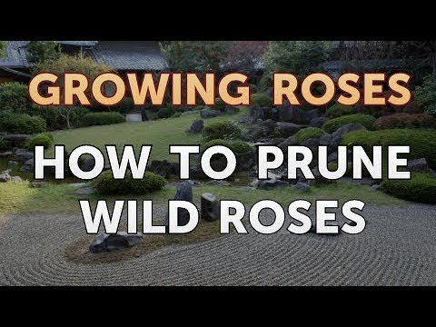 How to Prune Wild Roses - YouTube