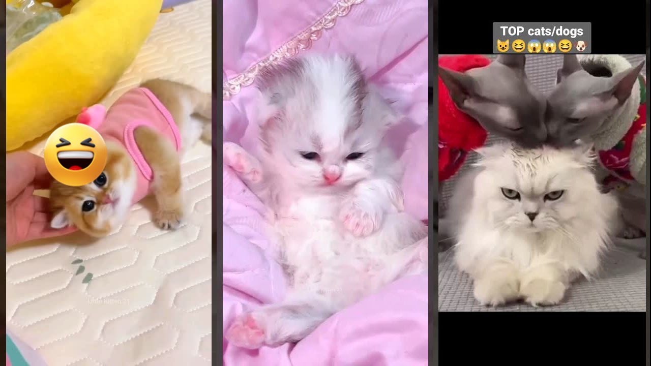 Cat Lover 🐱 kitten meowing crying 🙀 #FunnyCats #8378 - YouTube