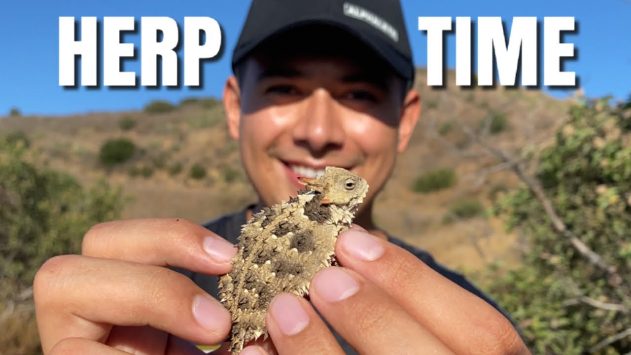 HERPING FOR HORNED LIZARDS - YouTube