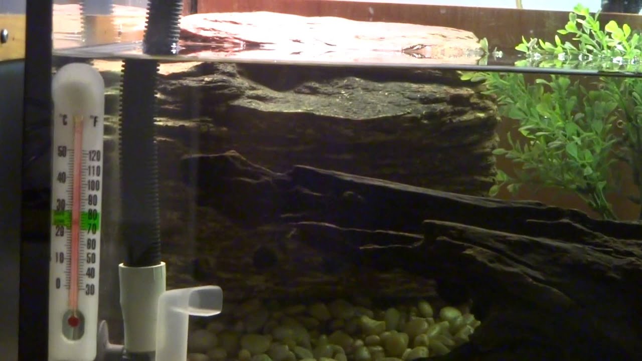 Bishu's new setup with Fluval 406 - YouTube