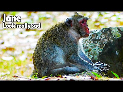 Poor Monkey Jane feels sad and sorrow