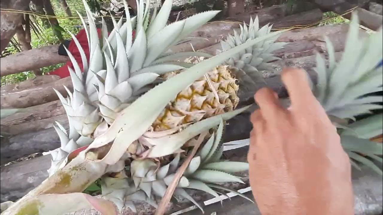 jalan jalan kekebun sawit akhirnya panen nanas - YouTube