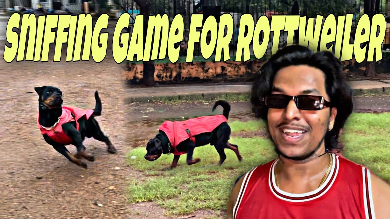 Sniffing Game With Rottweiler Malhar | Sniffer Dog Training | India’s ...