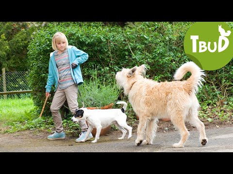 Kleiner Hund, was nun? (Folge 28) | Tiere bis unters Dach