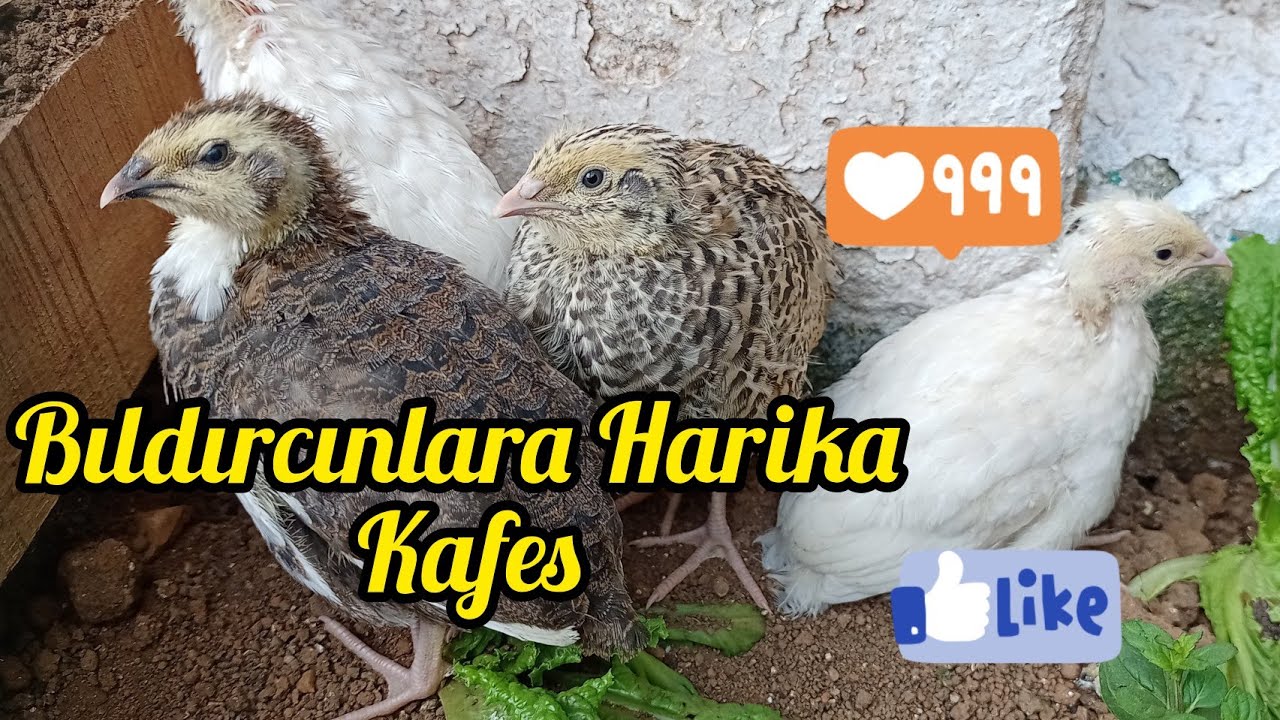 BILDIRCINLARIM İÇİN BAHÇEYE HARİKA KAFES YAPTIM / DOĞAL ORTAMDA ...