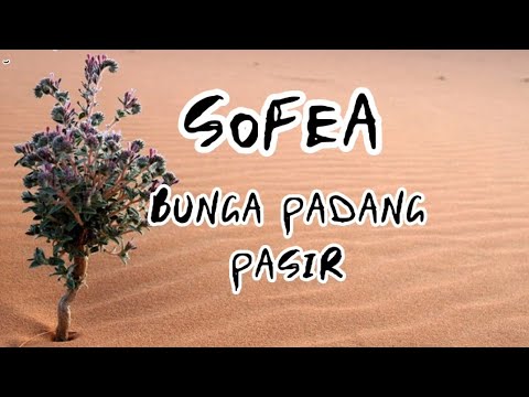 Sofea - Bunga Padang Pasir | lirik #lagulama #sofea - YouTube