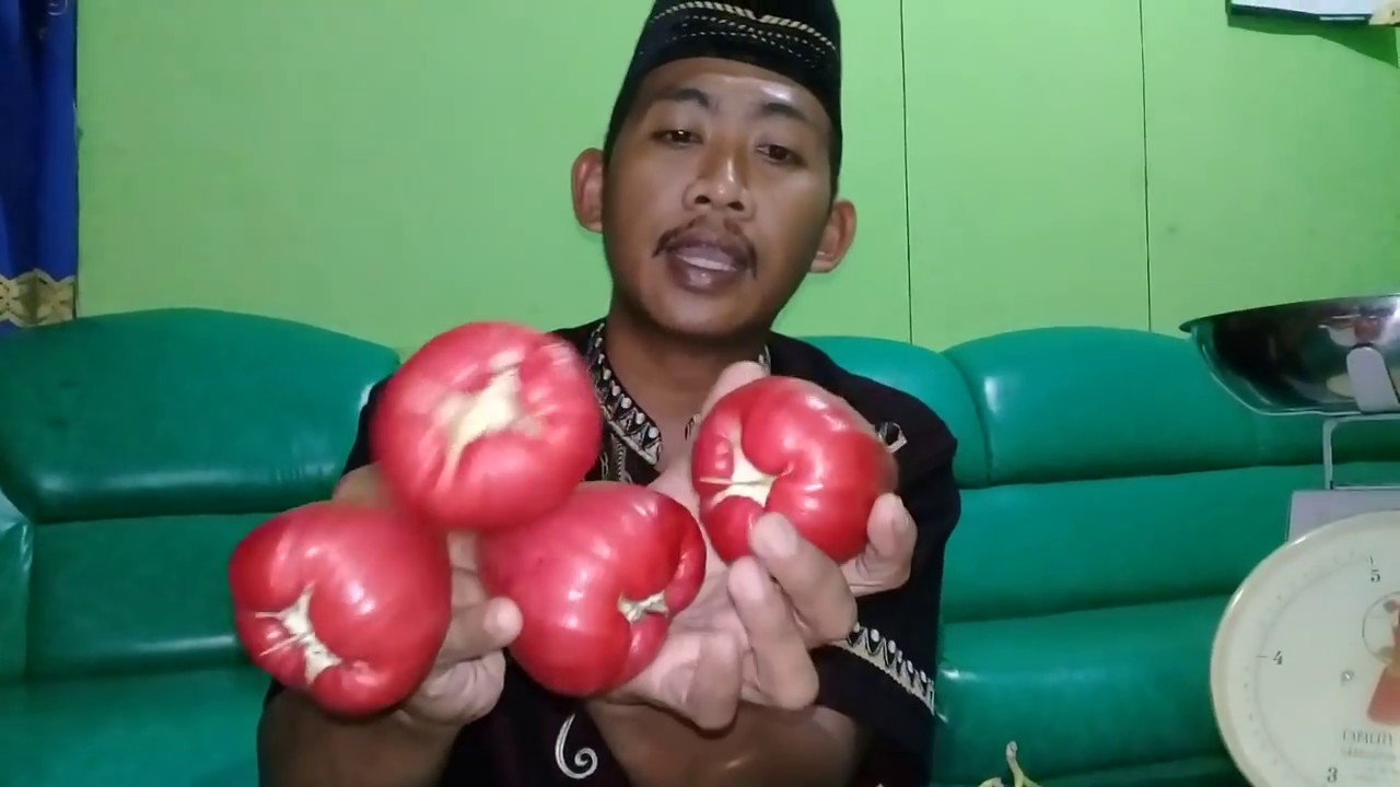 KUPAS TUNTAS JAMBU AIR RED TAIWAN ( MINGGU 12 MEI 2019 ) - YouTube