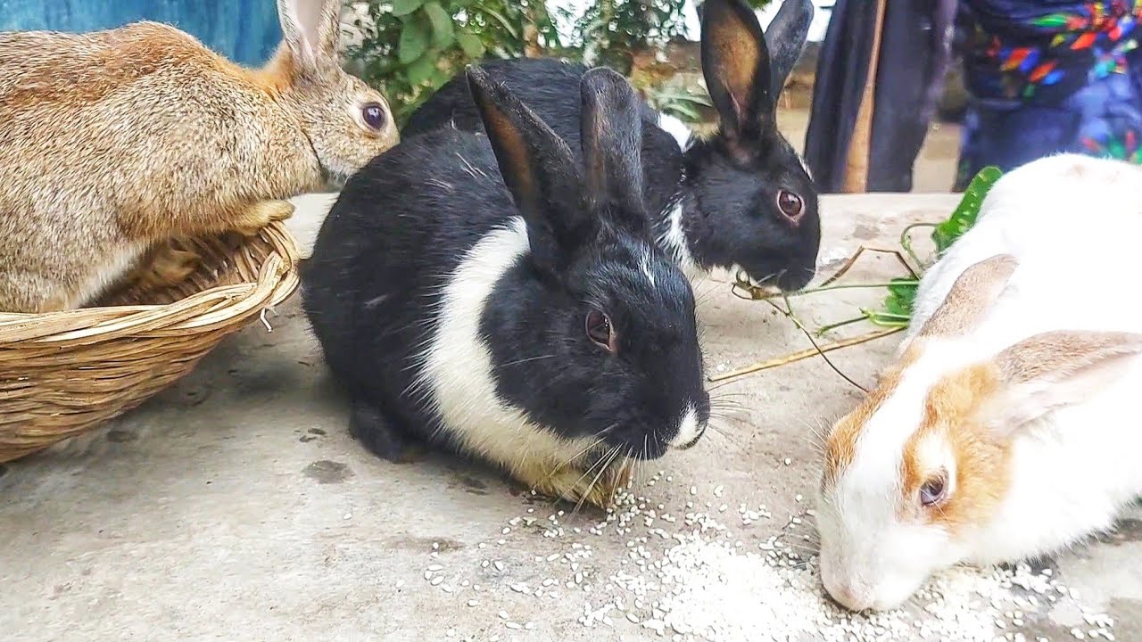 Rabbits feeding rice videos - YouTube