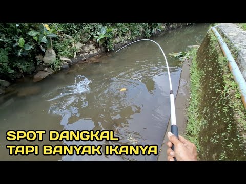 Mancing Spotnya Dangkal Tapi Banyak Sekali Ikanya #LM11