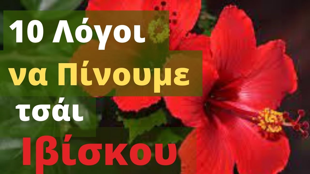 Ιβίσκος Δυναμώνει Ανασοωπιτικό σύστημα - Θεραπεύει Υπέρταση Καρδιά ...