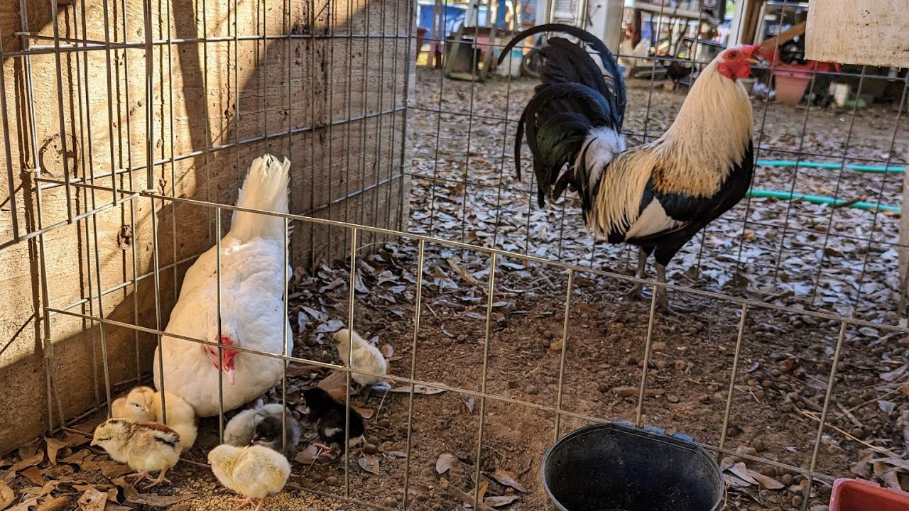 Creating a Gamefowl blood line (using Grey/Silver Bullet cross)Pt.1 ...