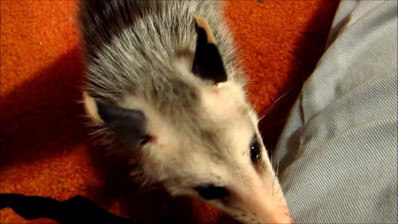 Pooka on the Run! - YouTube