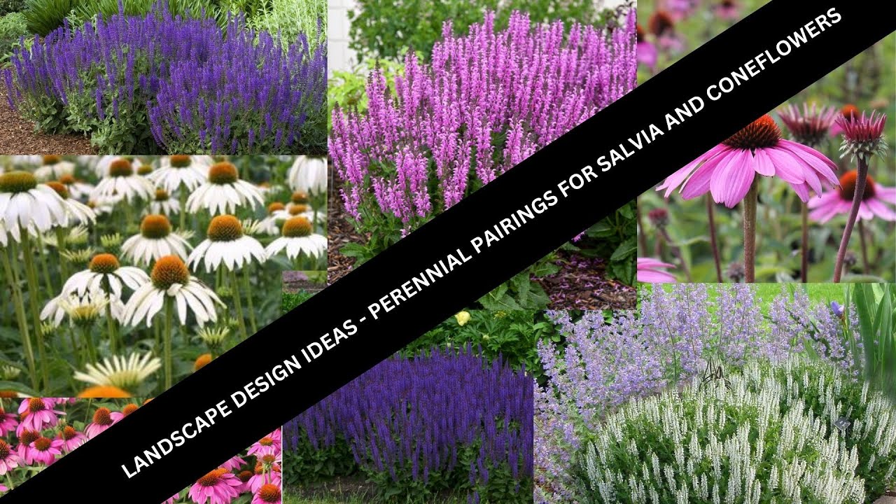 Salvia Garden Design | Fasci Garden