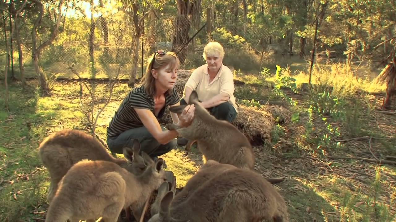 Autistic Lady Who Designed Cattle Shoot Movie
