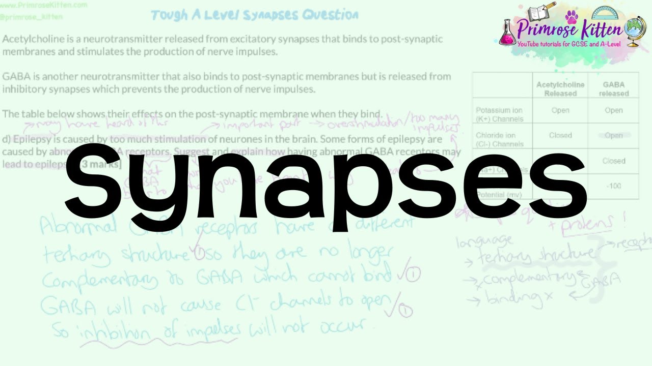 Synapses | A* Exam Question Walkthrough | Revision for Biology A-Level ...