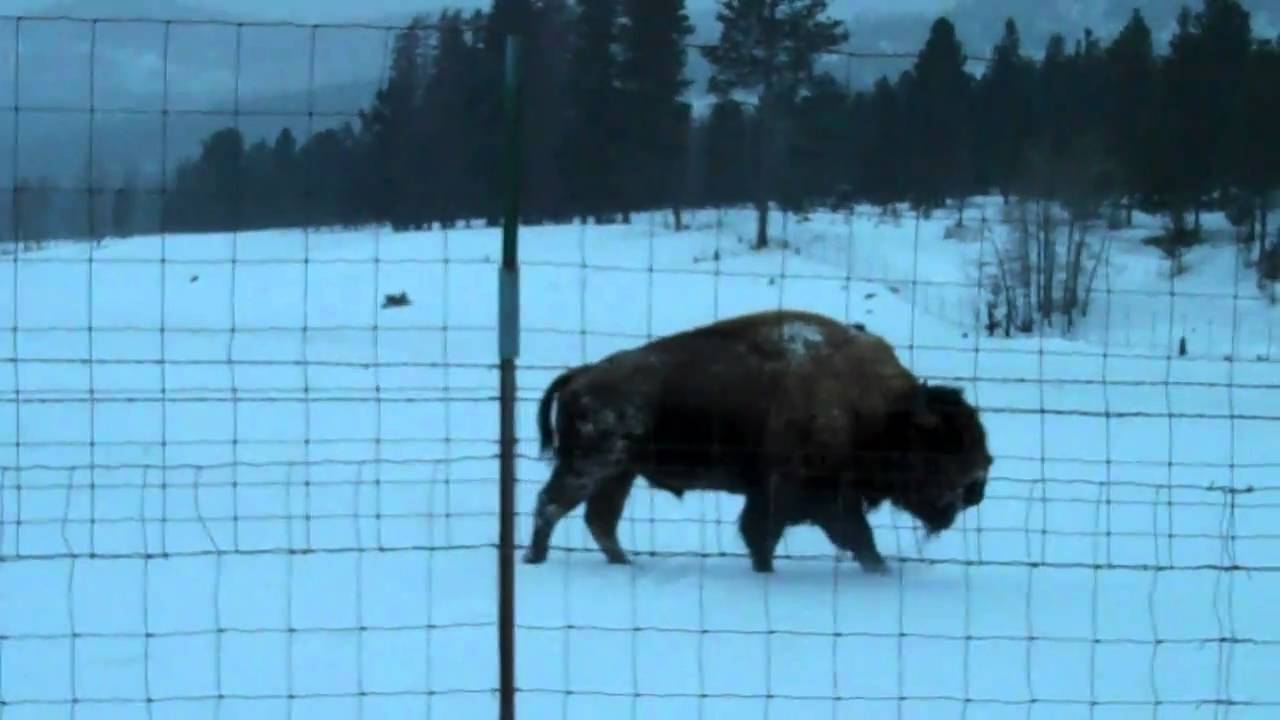 Montana Buffalo in Winter - YouTube