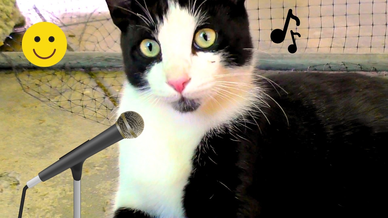 CAT VOICE OVER | Tuxedo Cat Singing Country Song Meme - YouTube