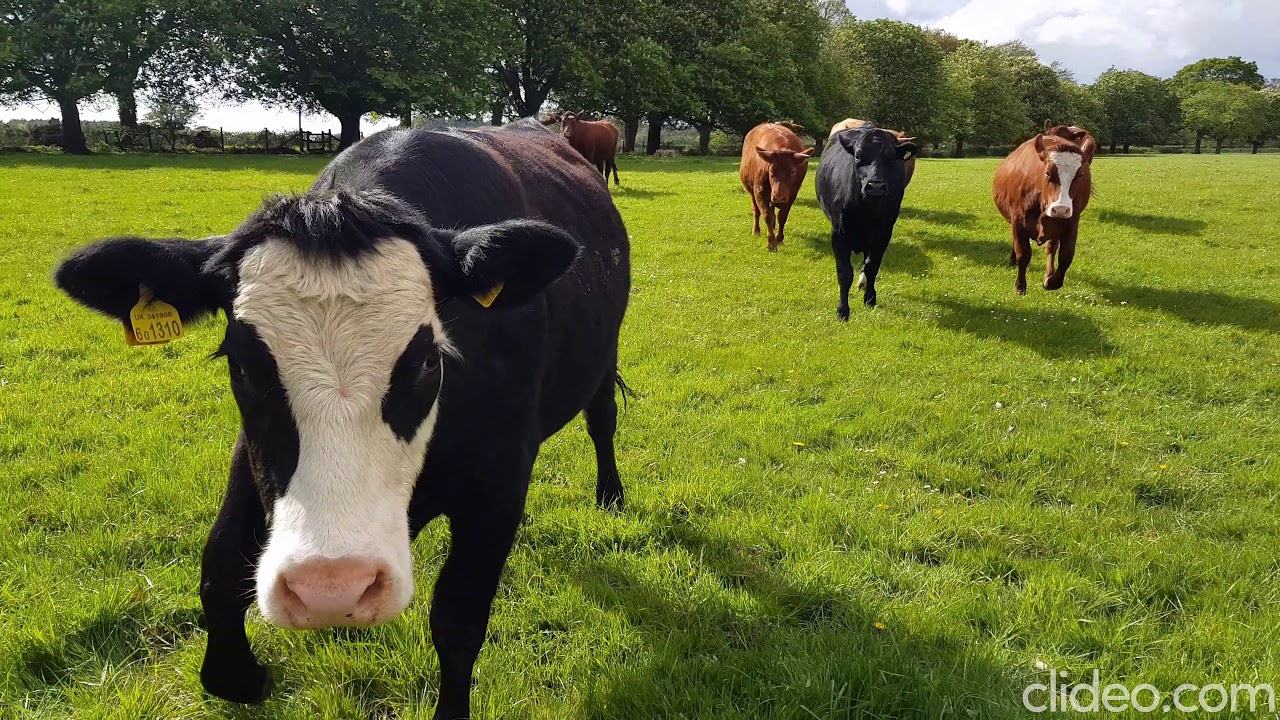 Herd of Cows charging towards us - I had to throw my little boy into ...