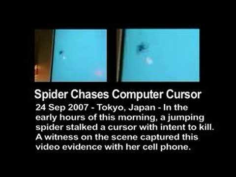 Spider Chases Cursor - YouTube