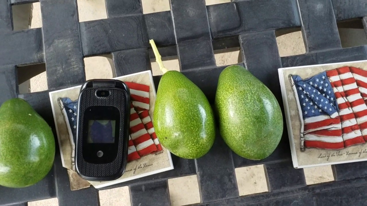 Texas Avocados - YouTube
