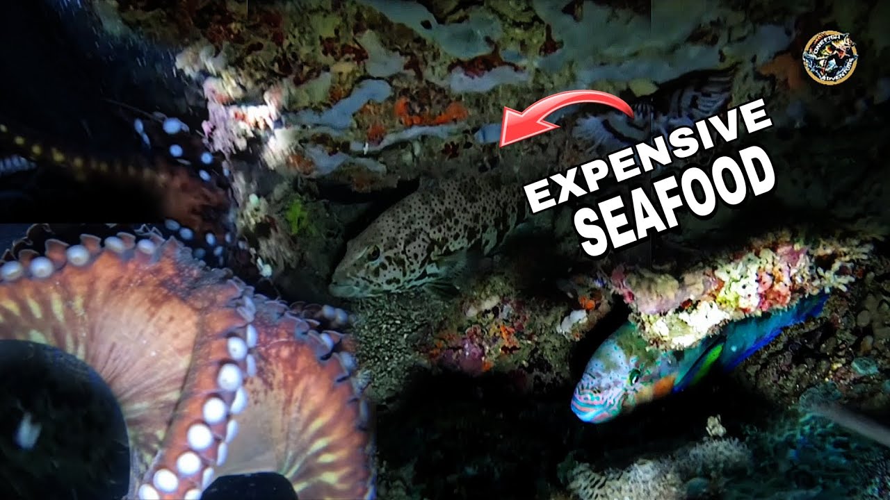 SPEARFISHING one of the most expensive Seafood in Asia - YouTube