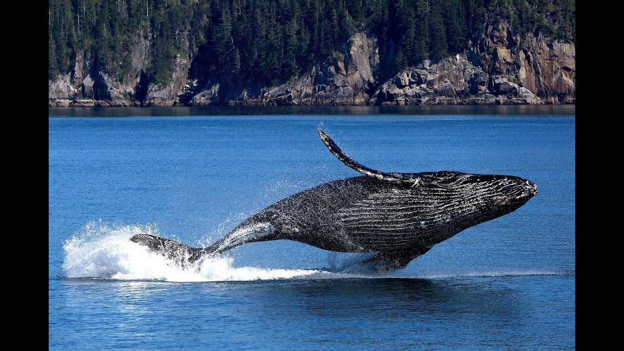 Whale song relaxation Relaxing Music Meditation - YouTube