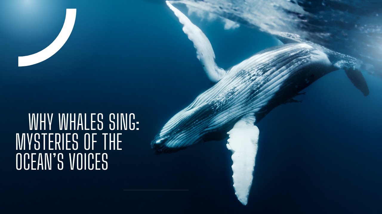 Why Whales Sing: Mysteries of the Ocean’s Voices - YouTube