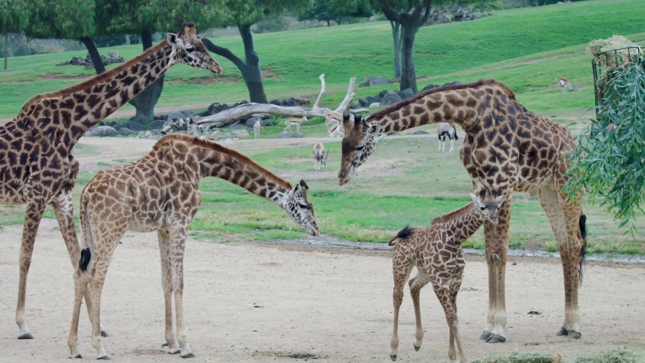 Jump for Joy - Giraffe Calves Meet the Herd for the First Time - YouTube