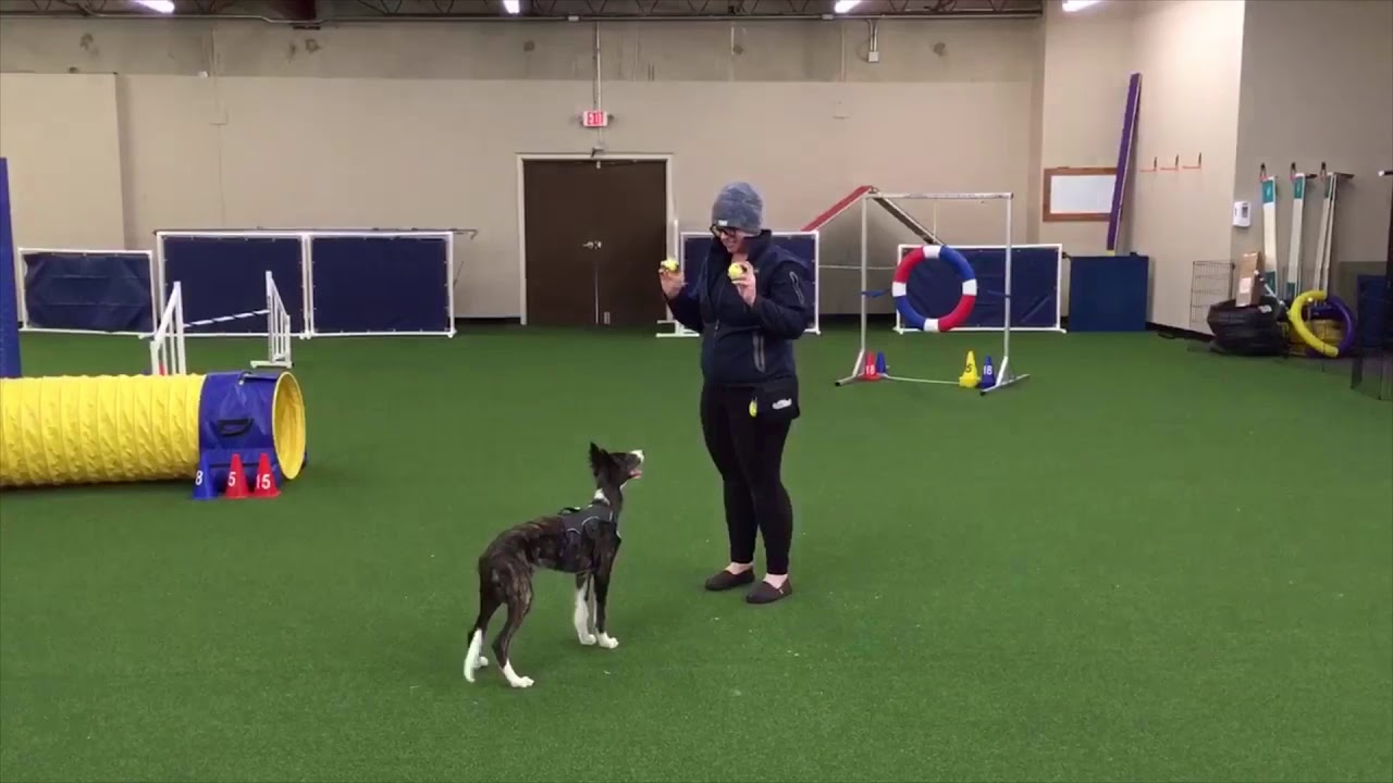 How to Play Two Ball Fetch - YouTube