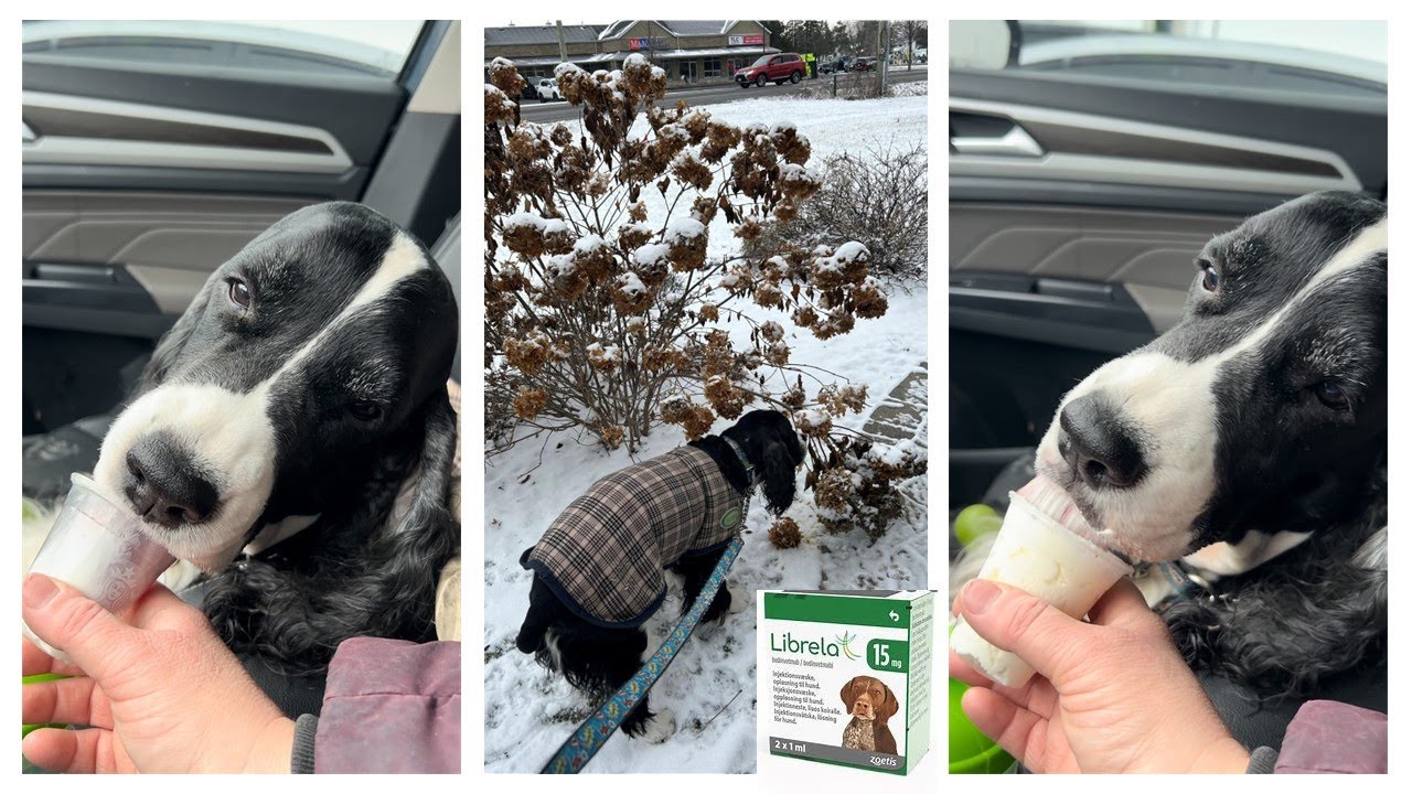 3rd Shot: Senior Dog Tries Librela For Arthritis and Has Amazing ...