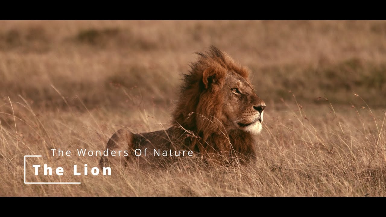 Lion Documentary - YouTube