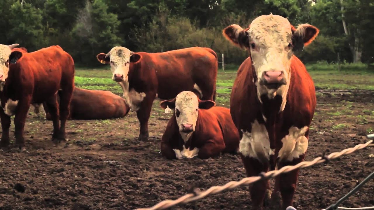 Rausch Herefords: Selecting Bulls for the Sale Offering finish - YouTube