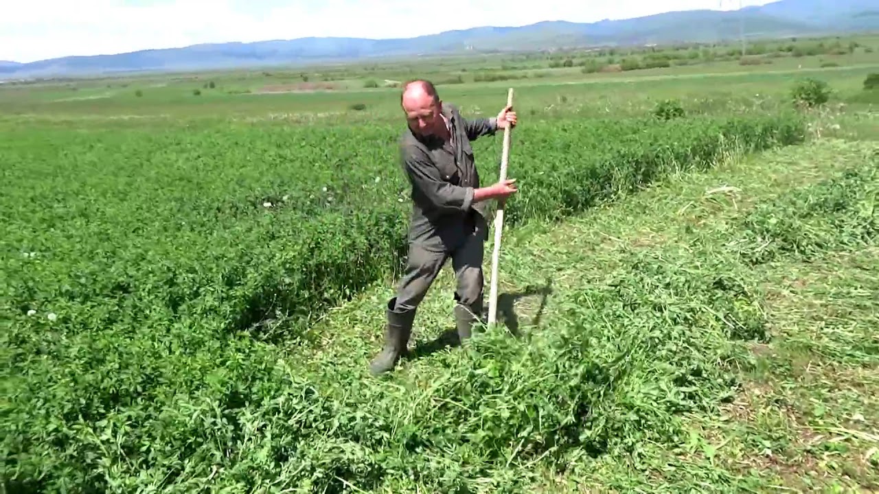Harvesting alfalfa with scythe - YouTube