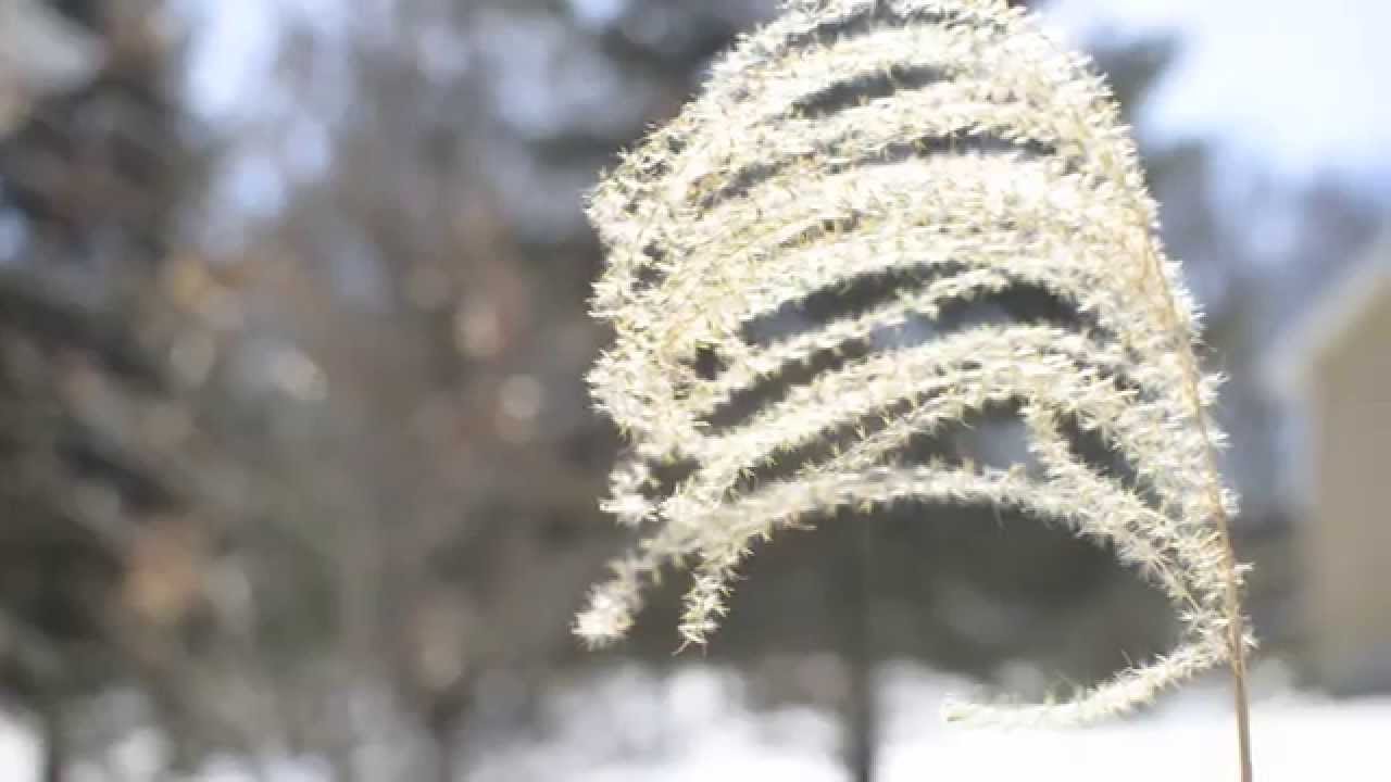 Harmony Foundation - Paul Teska's story - YouTube