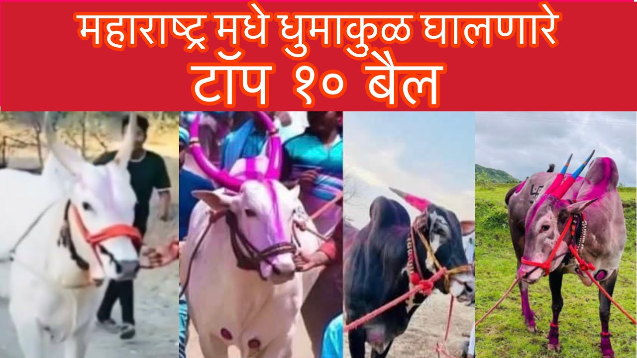 Top 10 bail | maharashtra top 10 bail । bailgada sharyat - YouTube